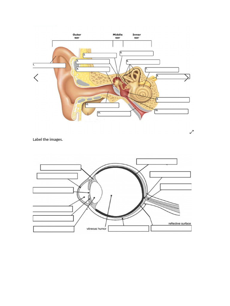 Label The Ear | PDF