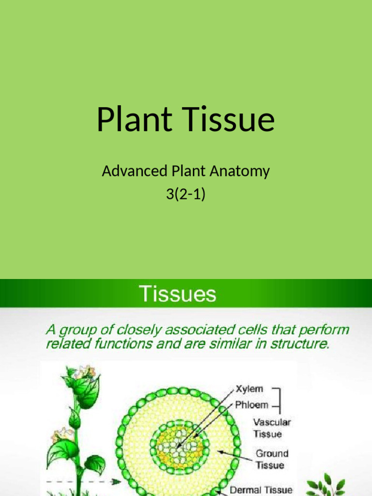 Advanced Plant Tissue Anatomy | PDF