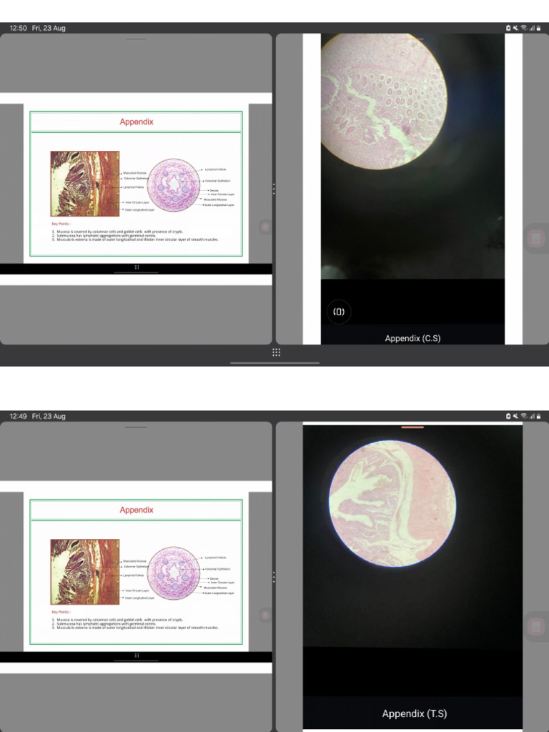 Sims Exclusive Histo Slide | PDF