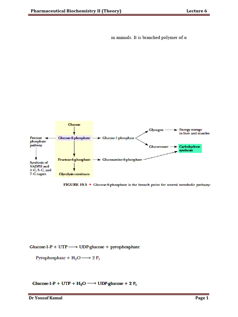 Lecture 06 Pharmaceutical Biochemistry II (Theory) | PDF | Glycogen ...