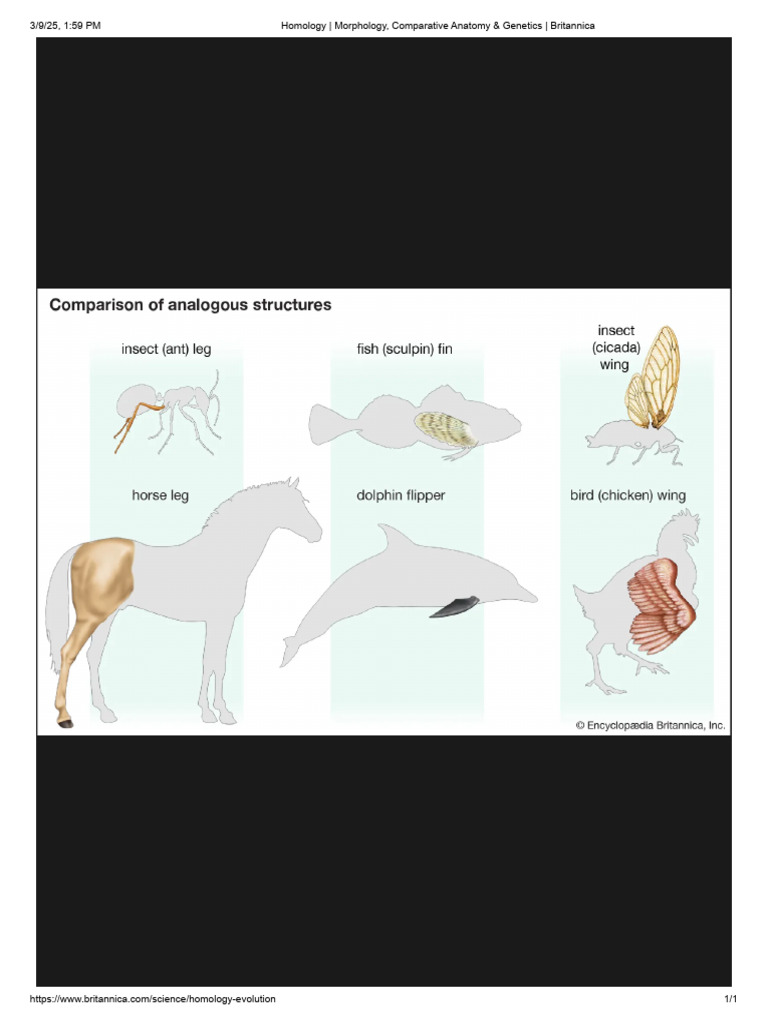 analogous structure Homology _ Morphology, Comparative Anatomy ...