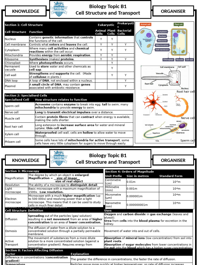 Cell structure and Transport knowledge organiser | PDF | Cell (Biology ...