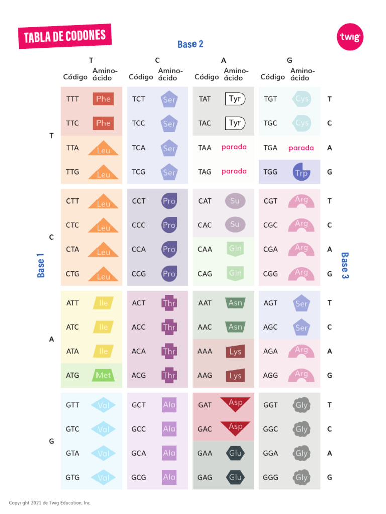 Ficha Tabla de Codones | PDF