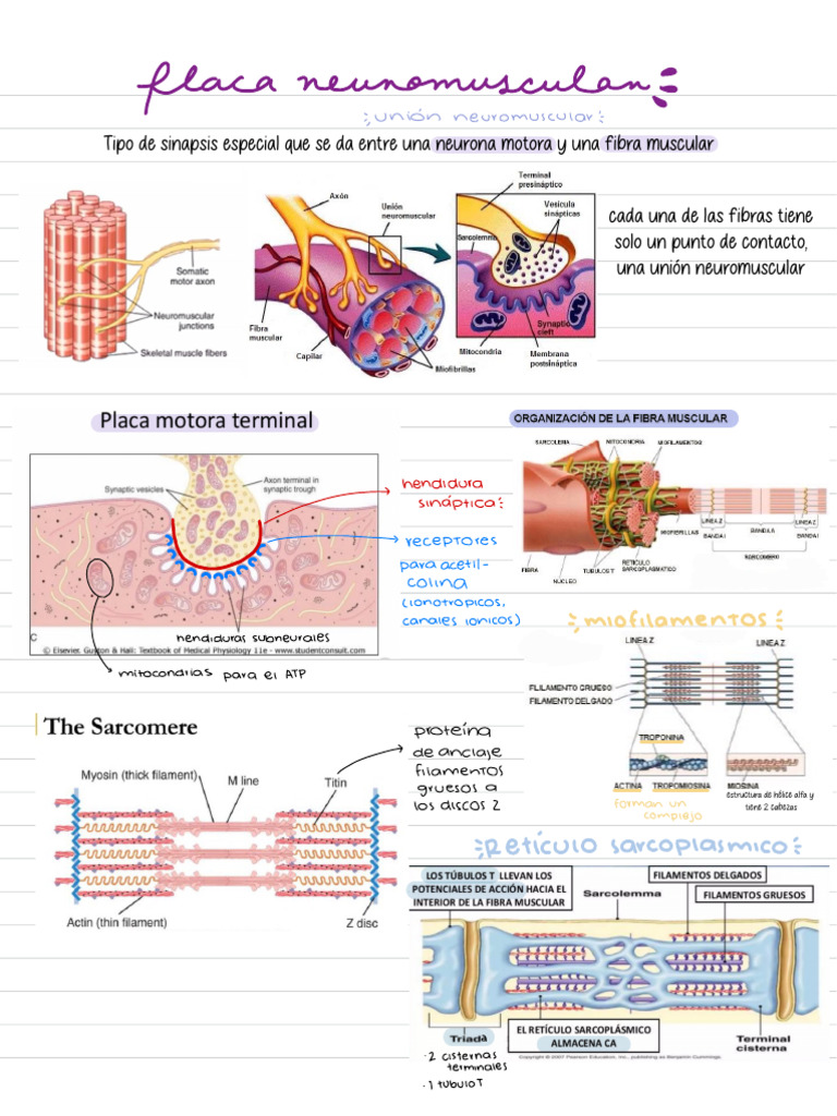 Placa Neuromuscular | PDF | Sinapsis | Unión neuromuscular