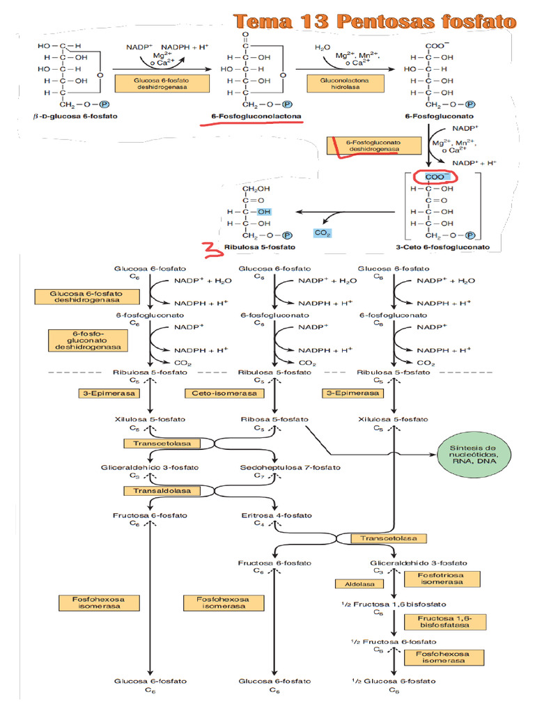Tema 13 Ruta de Las Pentosas Fosfato (1) | PDF