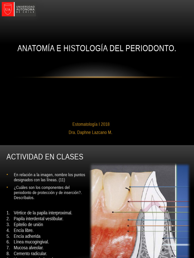 Anatomia e Histología Del Periodonto | PDF | Epitelio | Anatomía