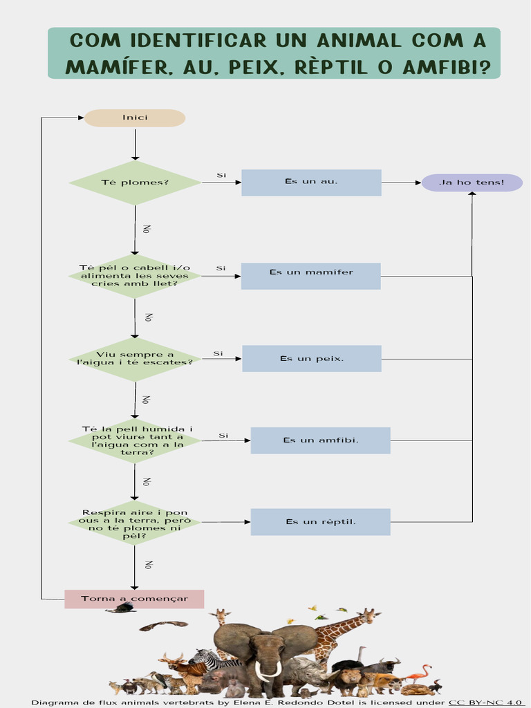 Diagrama de flux animals vertebrats | PDF