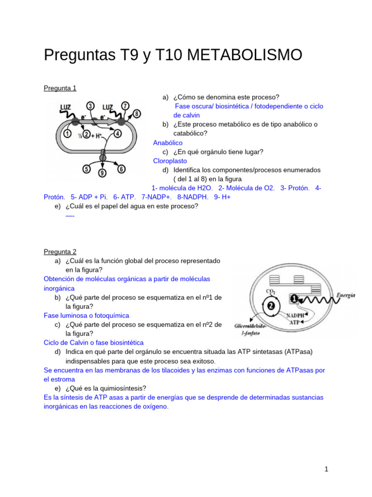 Preguntas T9 y T10 | PDF | Trifosfato de adenosina | Dieta y nutrición