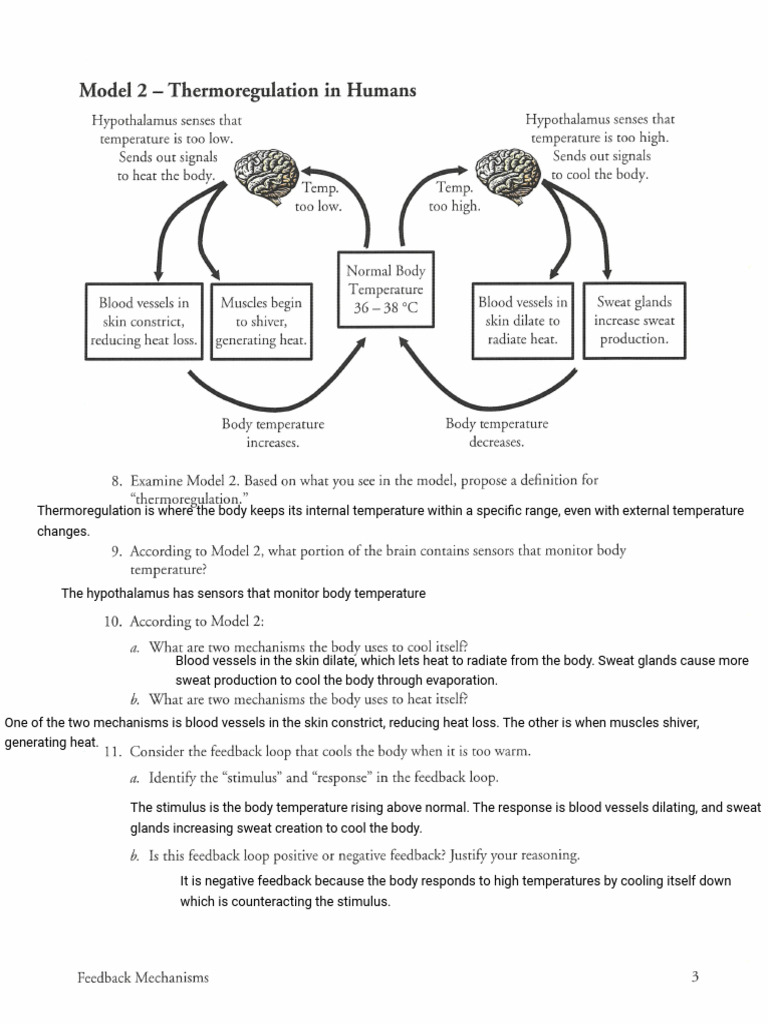 doo the feedback | PDF | Thermoregulation | Homeostasis