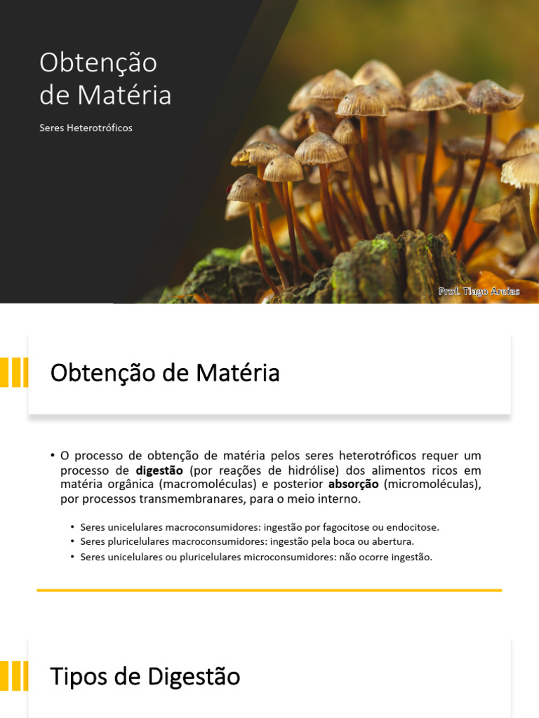 Digestão em Seres Heterotróficos | PDF | Digestão | Trato gastrointestinal