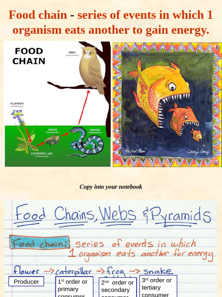 Food Chains, Webs, and Pyramids | PDF