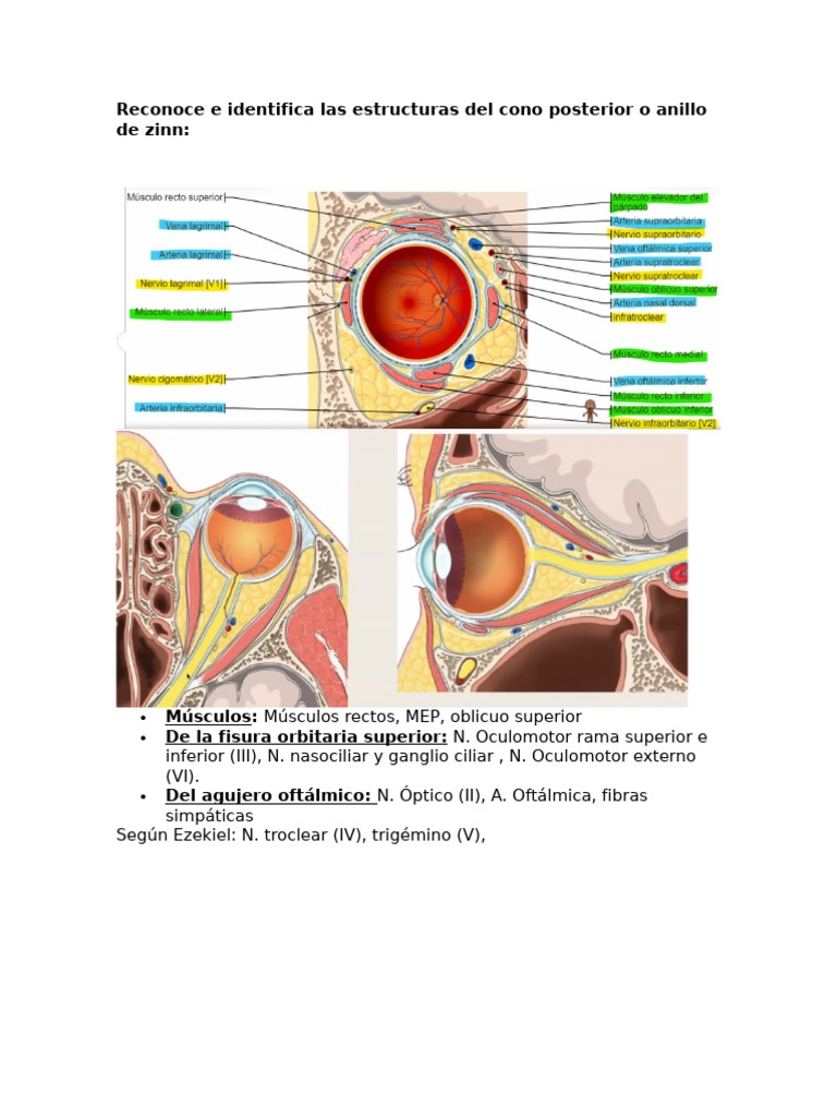 Oftalmo | PDF | Ojo | Ojo humano