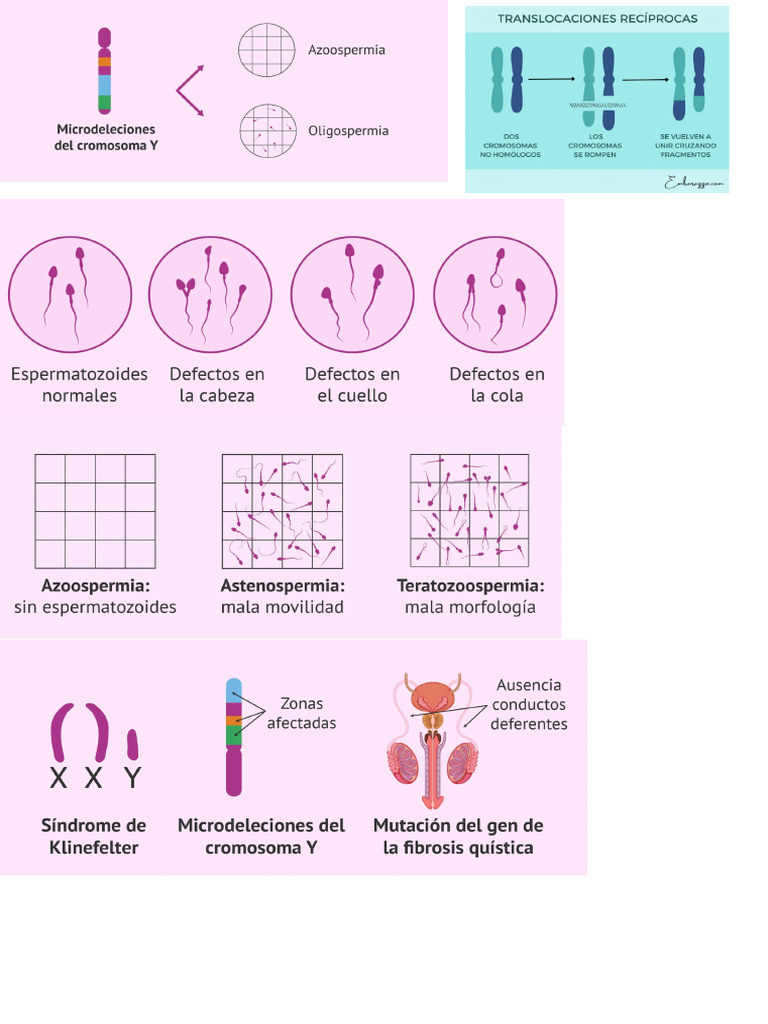 Album Embrio 2 | PDF