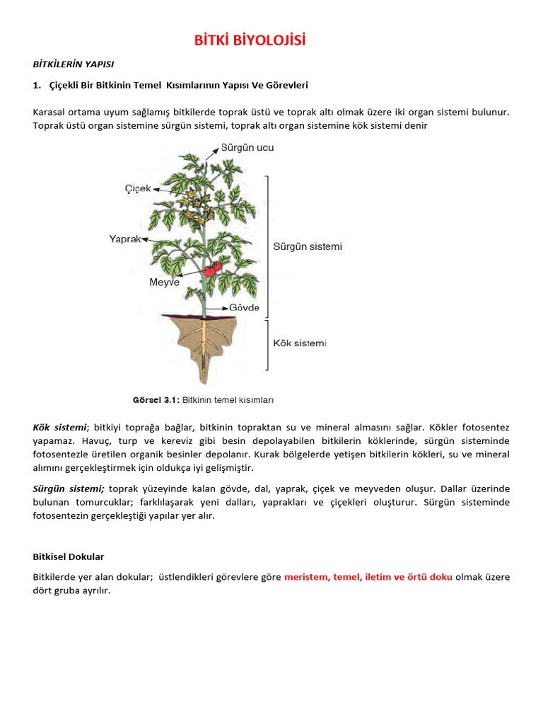 Bitki Biyolojisi - 1 Bölüm | PDF