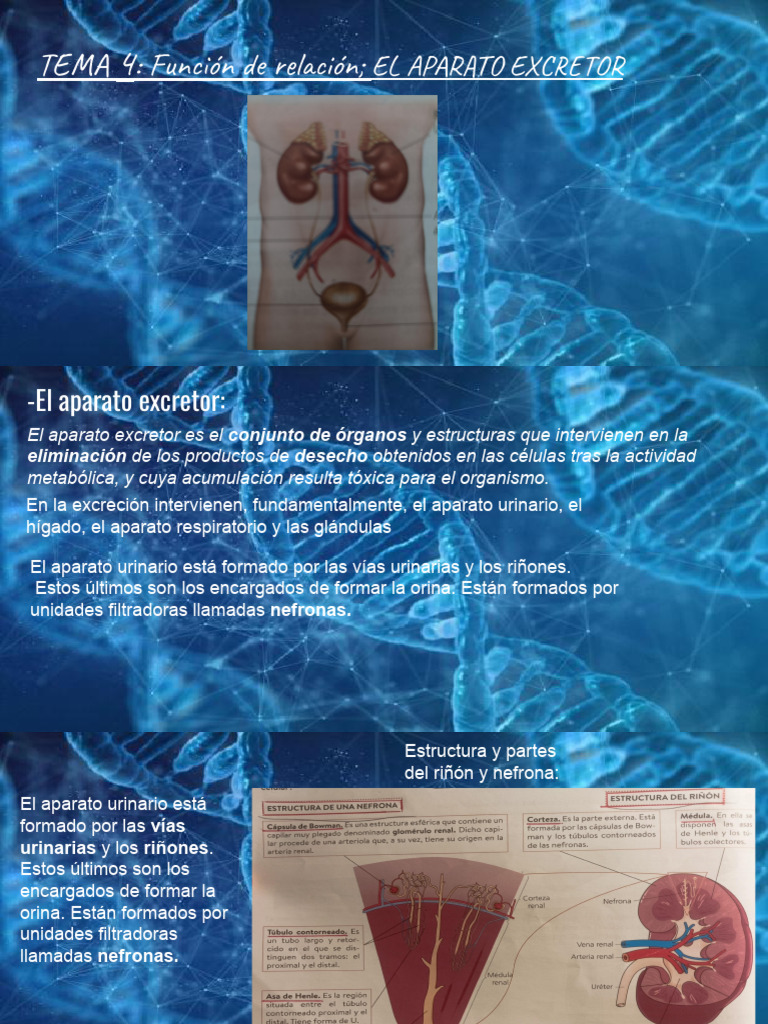 Aparato Excretor | PDF | Sistema urinario | Riñón