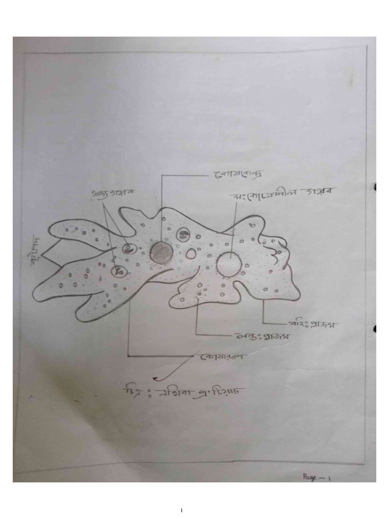 H.S 1st Year Practical (Zoology) | PDF