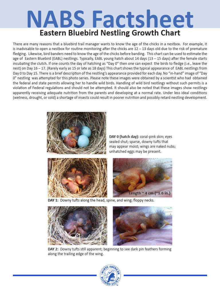 EABL Nesting Growth Chart | PDF | Birds | Feather