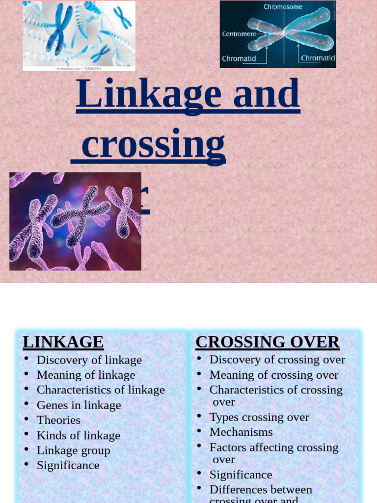 Linkage and Crossing Over | PDF | Genetic Linkage | Meiosis