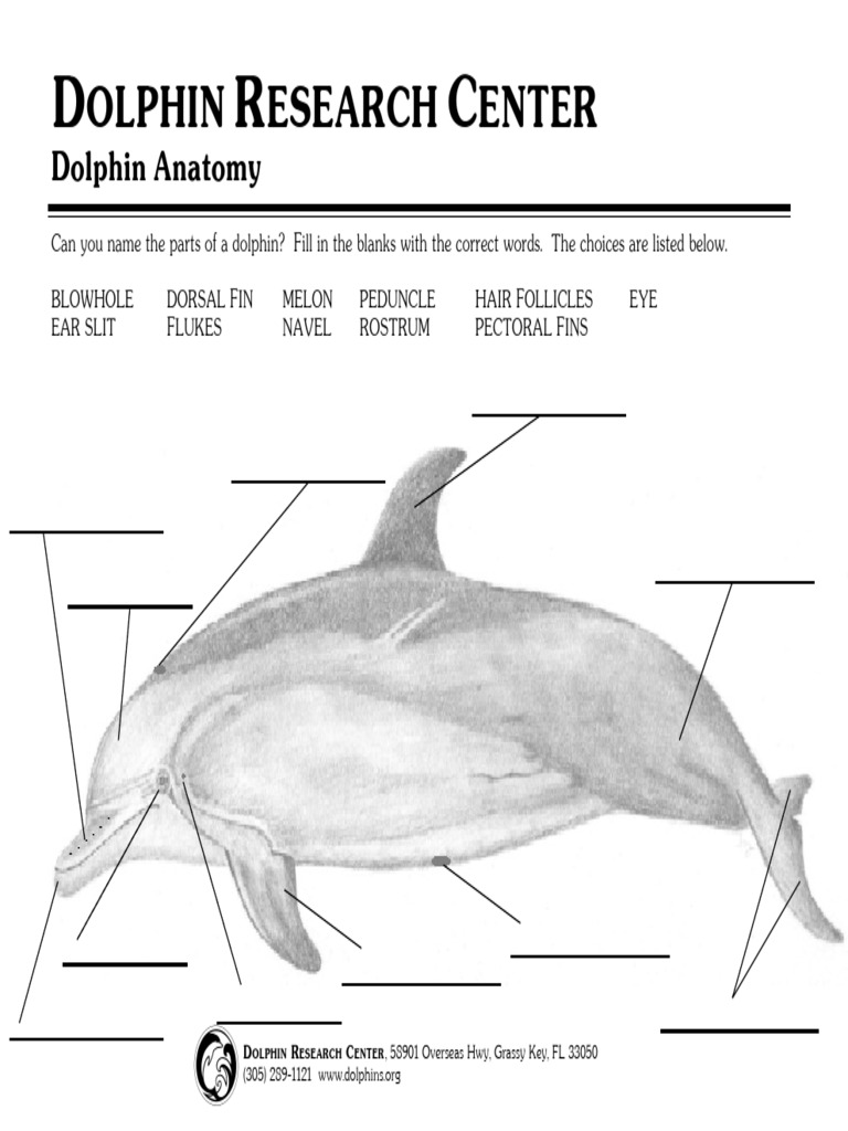 Dolphin Anatomy | PDF