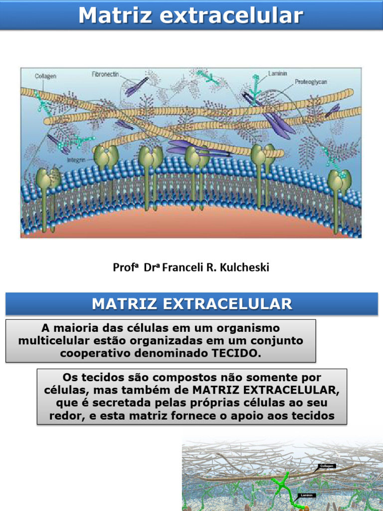 Aula - Matriz Extracelular e Parede Celular Vegetal | PDF | Matriz ...