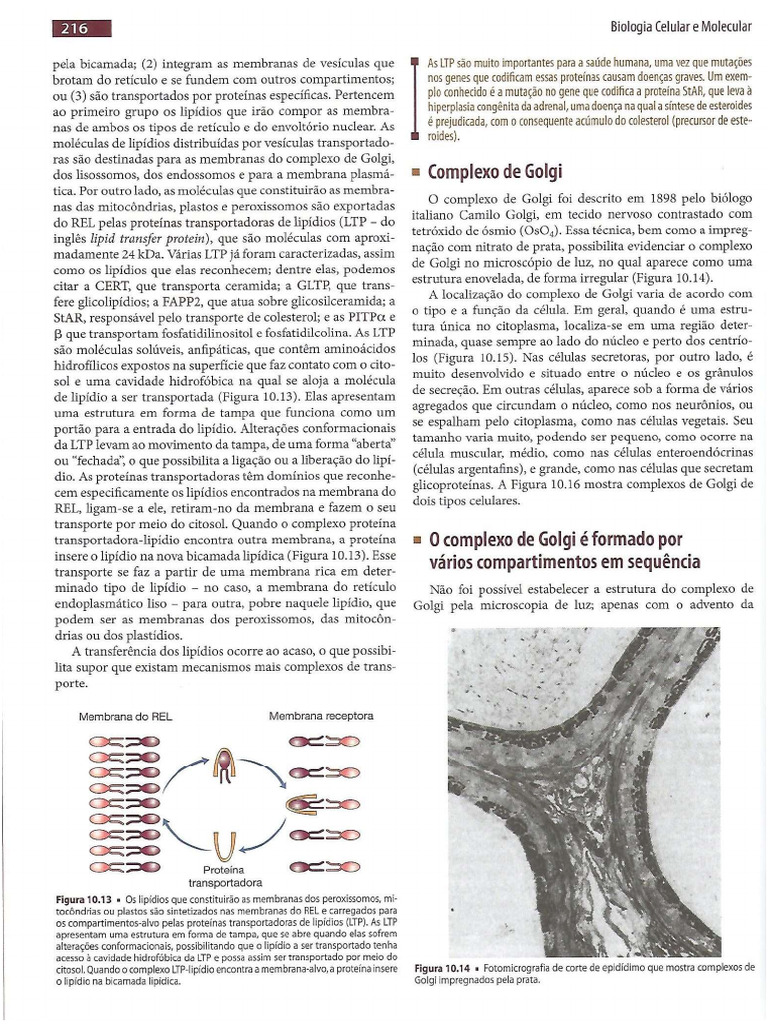 Complexo de Golgi e Tráfego de Vesículas | PDF