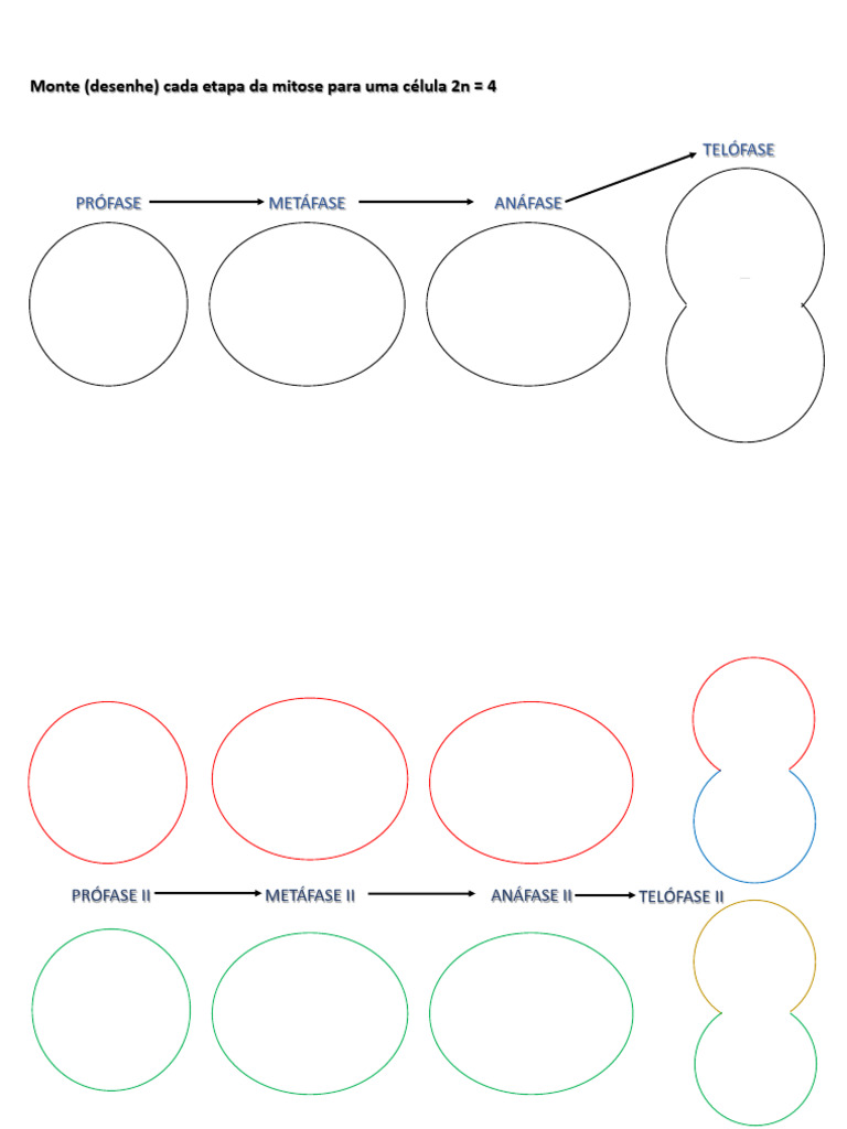 Mitose E Meiose Desenhos Pdf