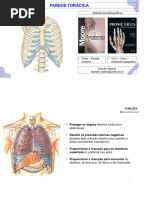Anatomia dos Músculos do Tórax | PDF | Anatomia humana | Sistema Locomotor