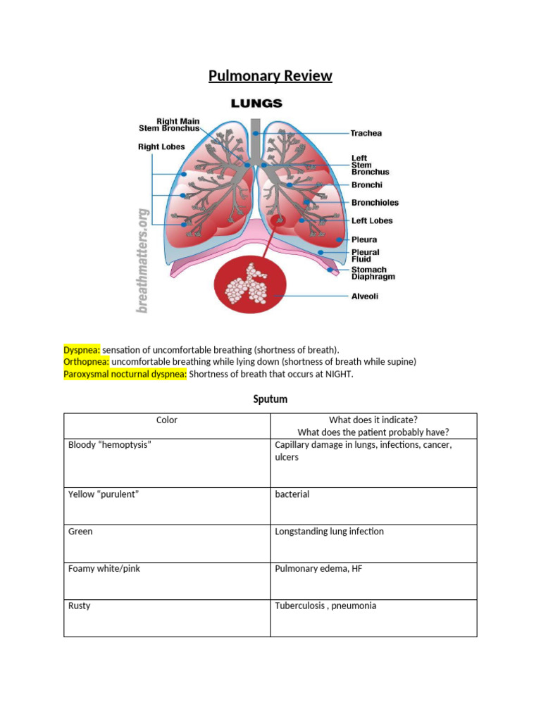 Pulmonary Review Worksheet (Student Copy) | PDF | Respiratory Diseases | Breathing