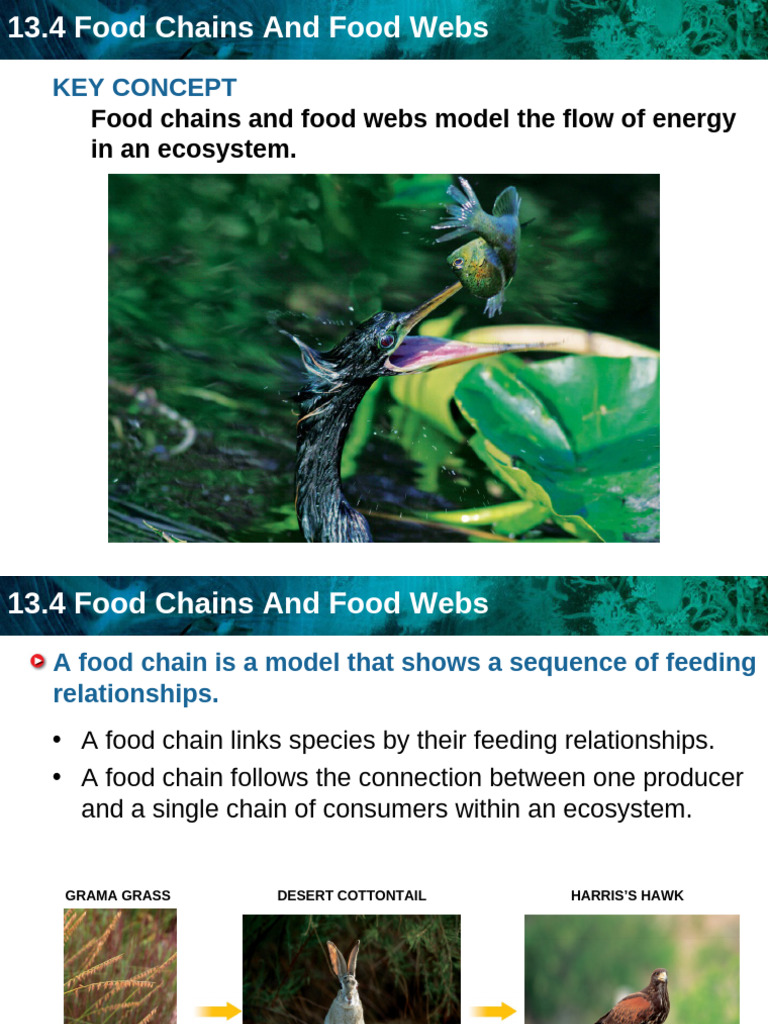 Food chains, webs, and energy pyramids | PDF | Food Web | Foods