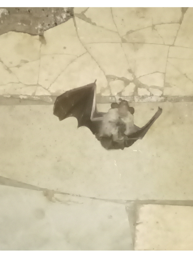 Bat | PDF