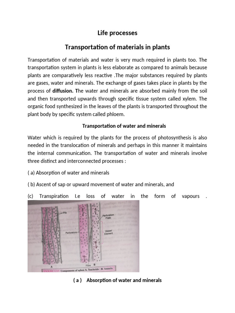 Life Processes Part 8 Transportation in Plants | PDF | Branches Of ...