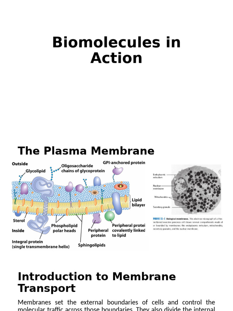 Biomolecules in Action | PDF | Cell Membrane | Antibody