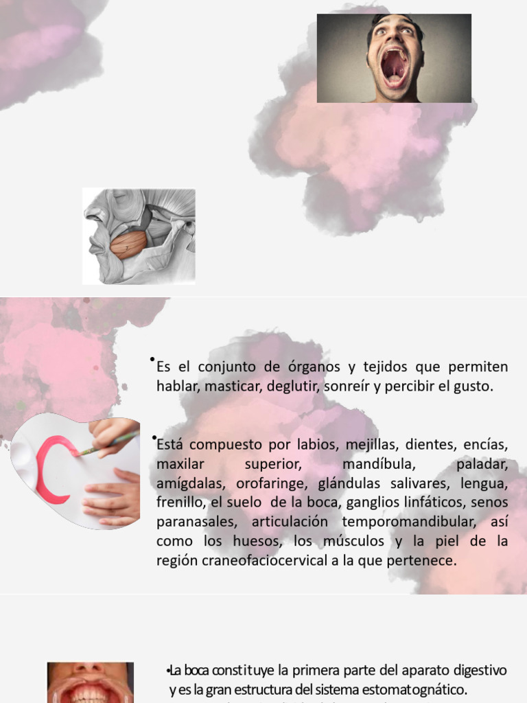 UD 3 TAO - Anatomía e Función Da Rexión Bucofacial | PDF | Boca | Lengua