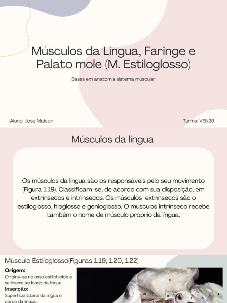 Trabalho de Anatomia Músculos Da Língua, Faringe e Palato Mole ...