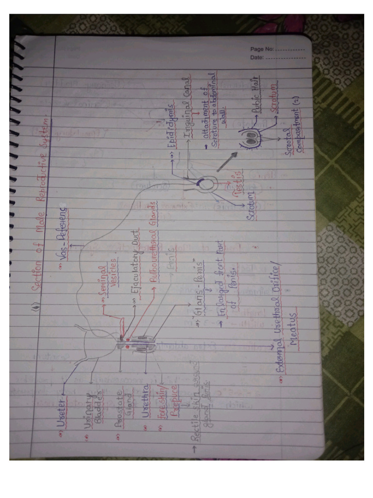 male rep system class Note today free | PDF