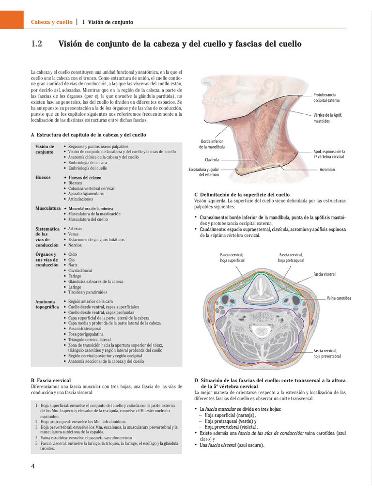 Visión de conjunto de la cabeza y del cuello y fascias del cuello | PDF | Anatomía humana ...
