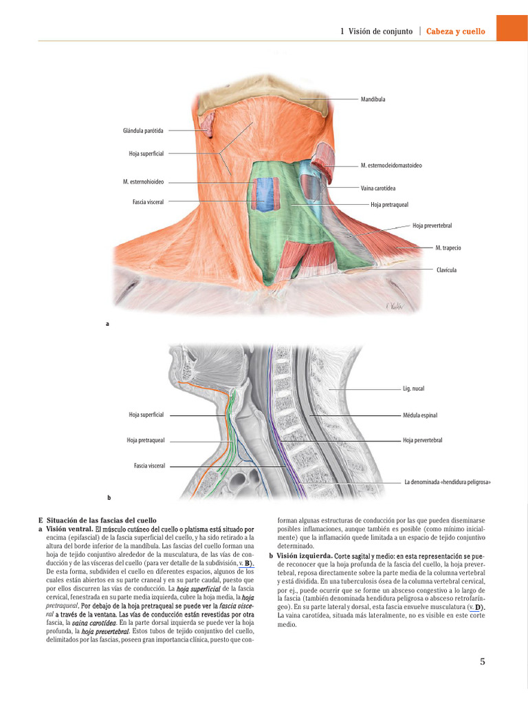 Situación de Las Fascias Del Cuello | PDF | Sistema musculoesquelético ...