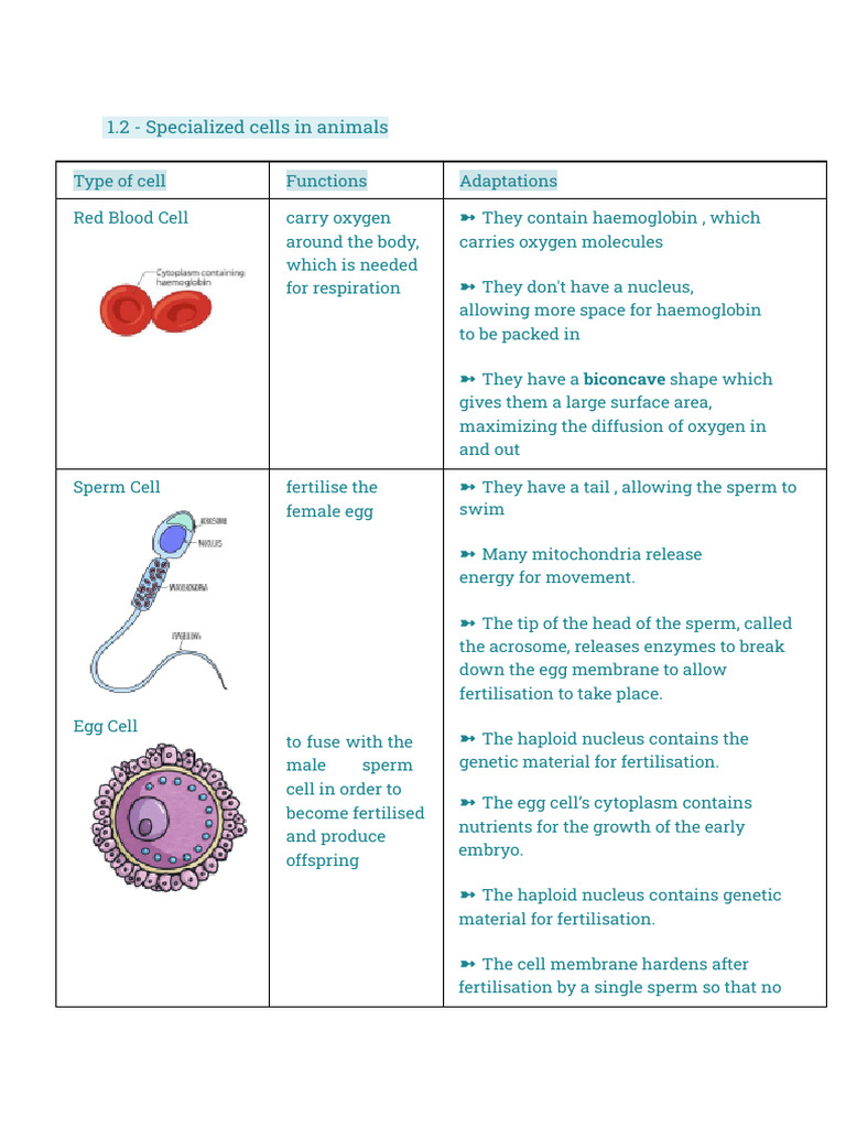 1.2 - Specialized Cells in Animals | PDF | Fertilisation | Cell (Biology)