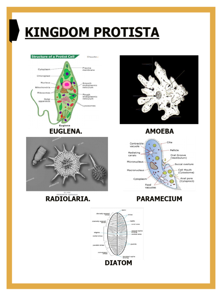 Protista PDF | PDF