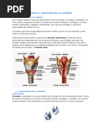 Anatomía de Faringe y Laringe | PDF | Laringe | Esófago