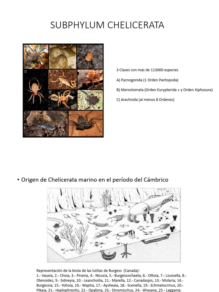 Chelicerata | PDF | Araña | Artrópodos