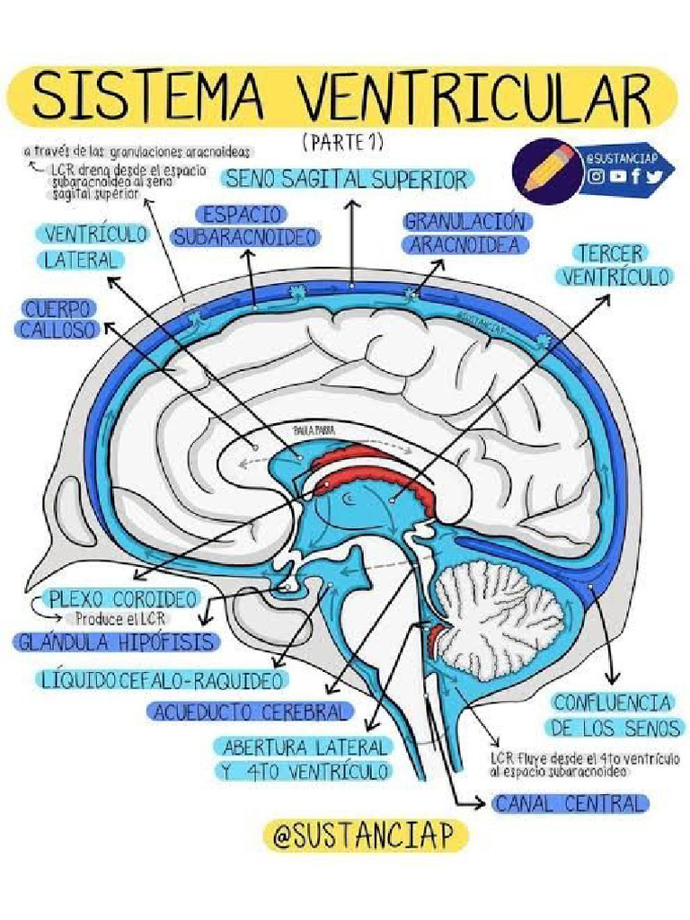Sistema Ventricular (LCR) | PDF