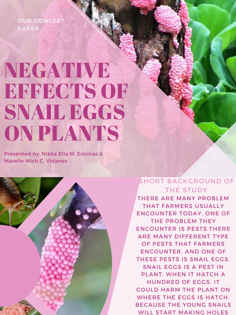 Negative Eeffects of Snail Eggs On Plants - 20250312 - 012224 - 0000 | PDF