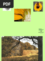 Botanical Latin Terms Cheat Sheet | PDF