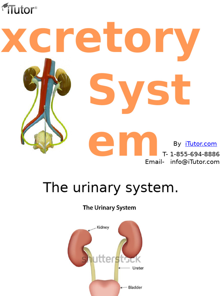 Overview of the Human Excretory System | PDF | Kidney | Urinary System