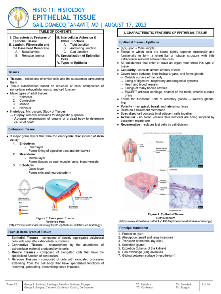 HISTO 02 Epithelial Tissue 1 | PDF | Epithelium | Cell Adhesion