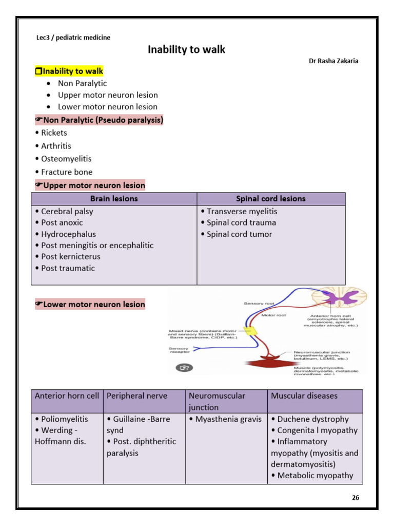 Inability To Walk | PDF | Spinal Cord | Skeletal Muscle