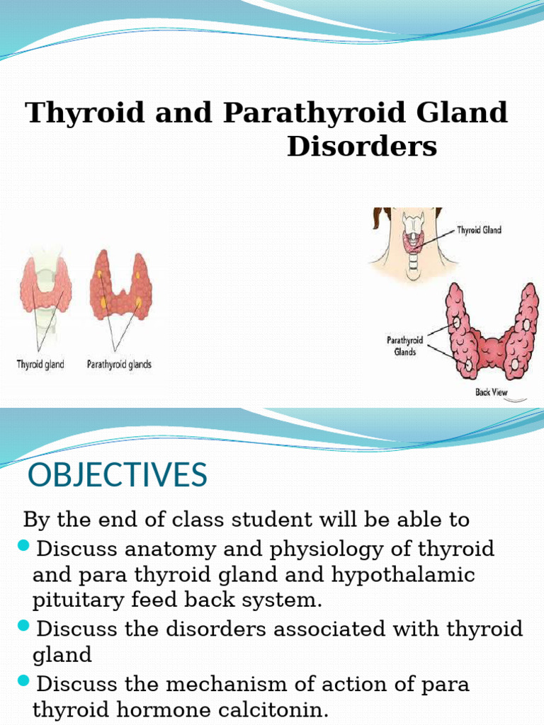 Thyroid and Parathyroid Gland | PDF | Thyroid | Hypothyroidism