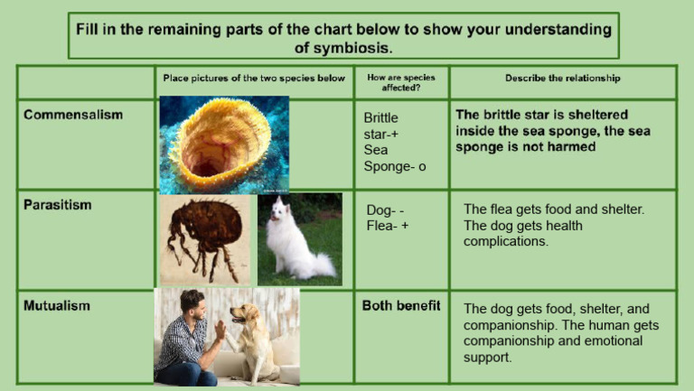 Copy of Types of Symbiosis | PDF