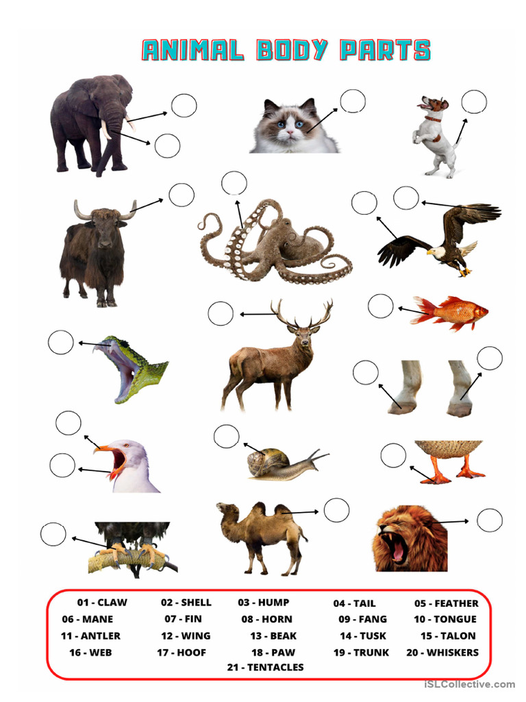 Animal Body Parts-2 | PDF